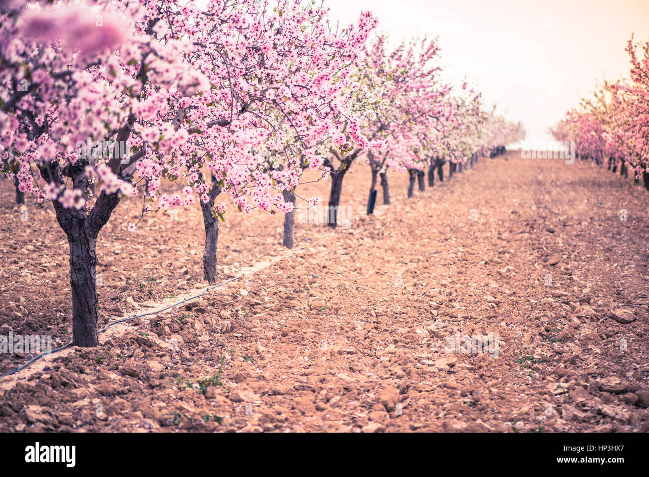 Spring blossom orchard. Abstract blurred background. Pastel colors and ...