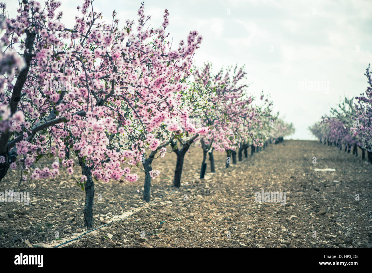 Spring blossom orchard. Abstract blurred background. Pastel colors and ...