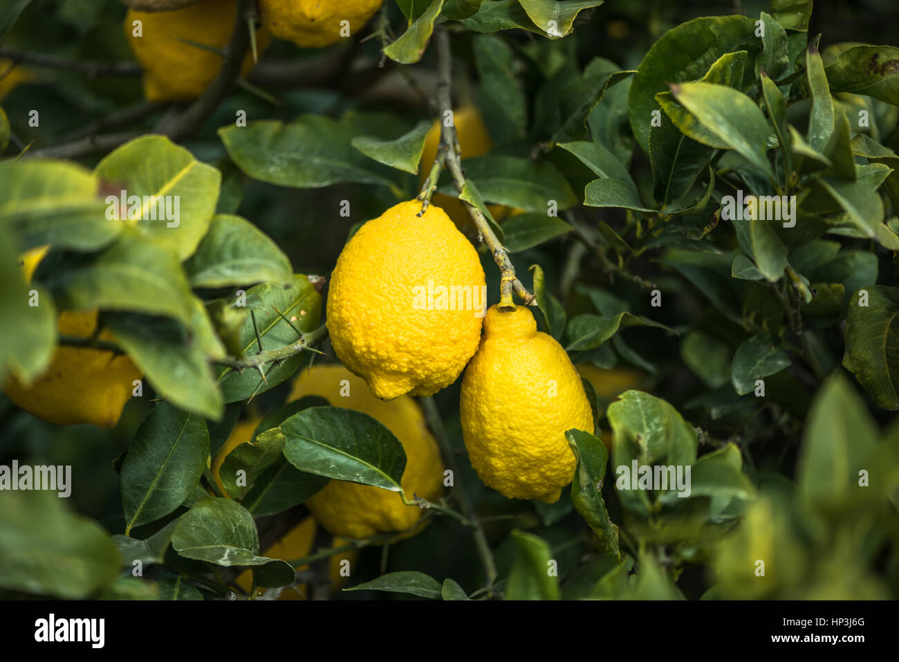 Lomon hi-res stock photography and images - Alamy