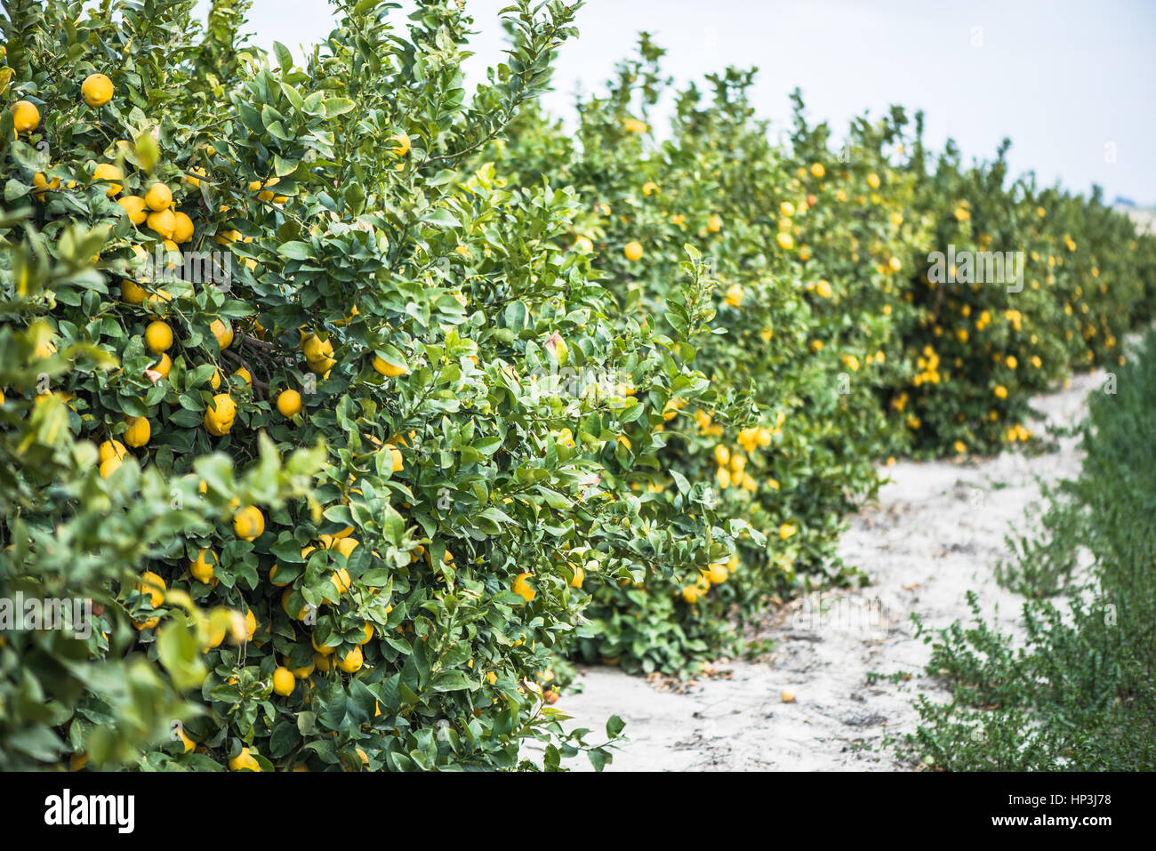 Whole lemons growing hi-res stock photography and images - Alamy