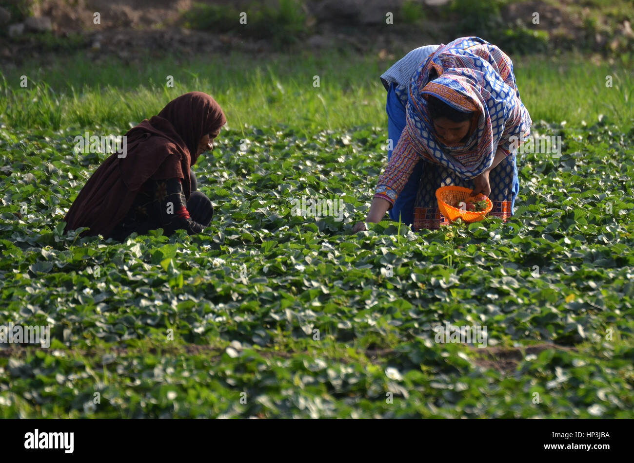 Lahore, Pakistan. 18th Feb, 2017. Pakistani farmers busy collecting ...