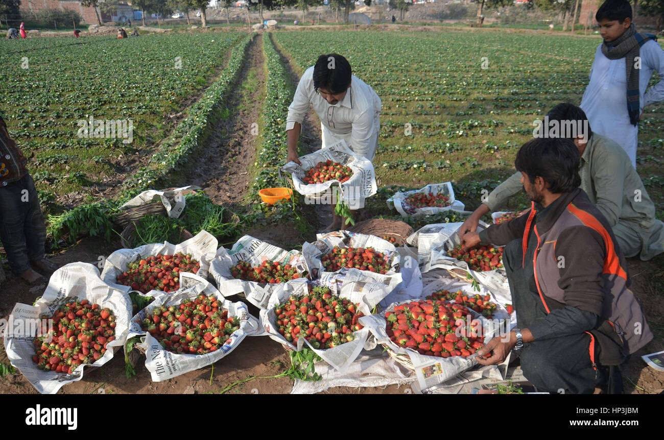 Lahore, Pakistan. 18th Feb, 2017. Pakistani farmers busy collecting ...