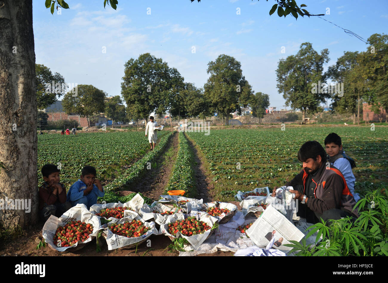 Lahore, Pakistan. 18th Feb, 2017. Pakistani farmers busy collecting ...