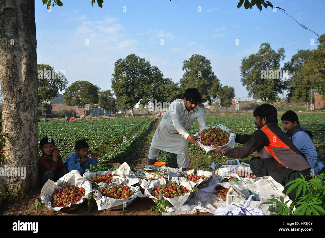 Lahore, Pakistan. 18th Feb, 2017. Pakistani farmers busy collecting ...