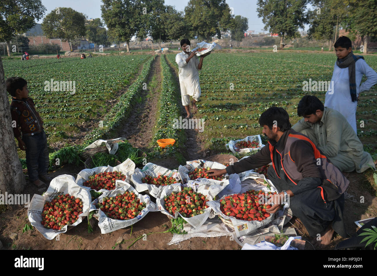 Lahore, Pakistan. 18th Feb, 2017. Pakistani farmers busy collecting ...