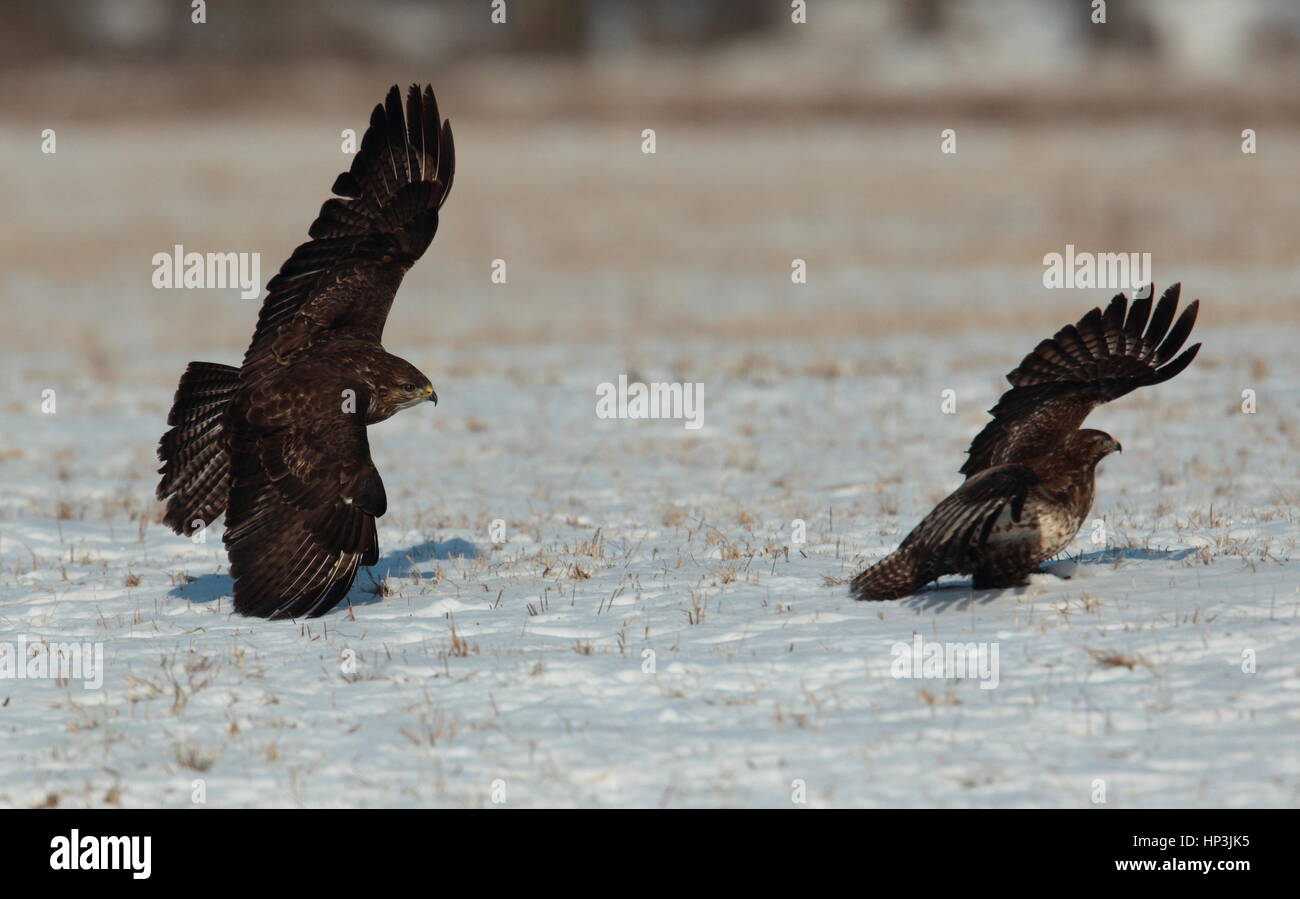 Buzzards hi-res stock photography and images - Alamy