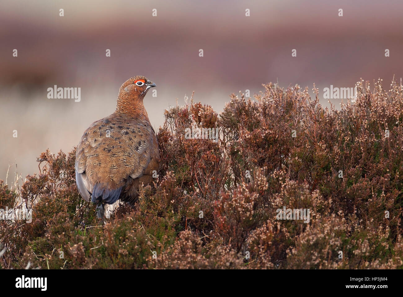 Red grouse (Lagopus lagopus scotica), adult, in flowering heather ...