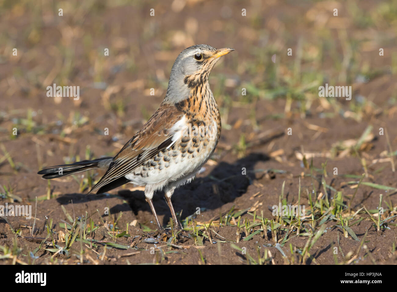 Wild fieldfare hi-res stock photography and images - Alamy