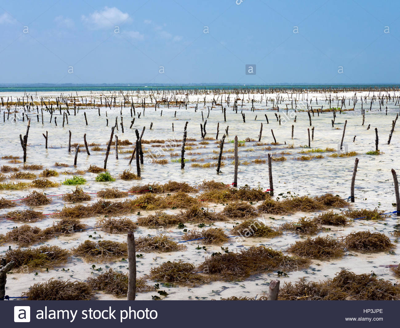 Algae Farm Stock Photos & Algae Farm Stock Images - Alamy