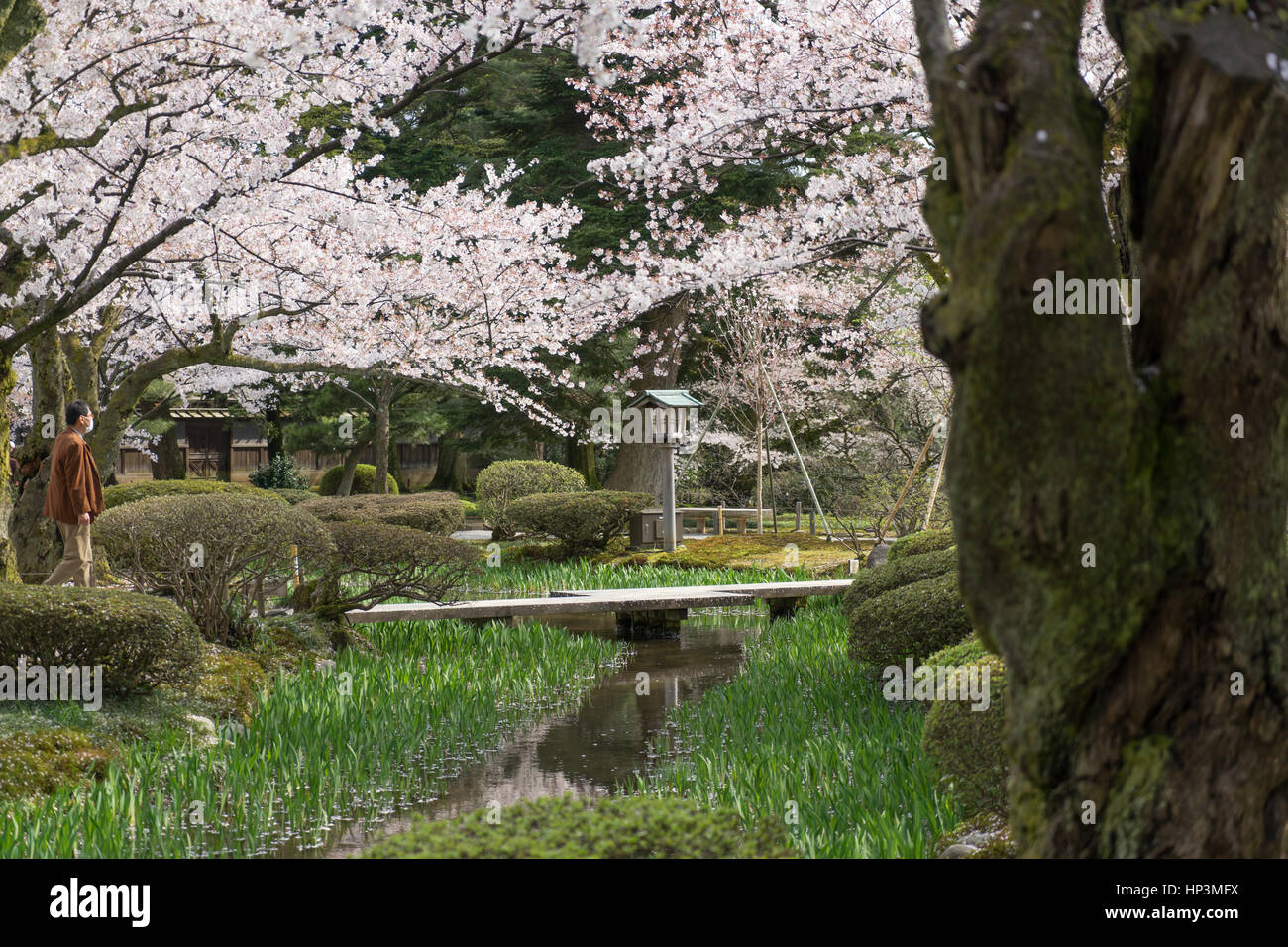 Kenrokuen garden in Kanazawa during spring with fully bloomed sakura ...