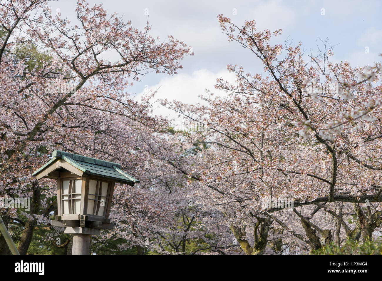 Kenrokuen garden in Kanazawa during spring with fully bloomed sakura ...