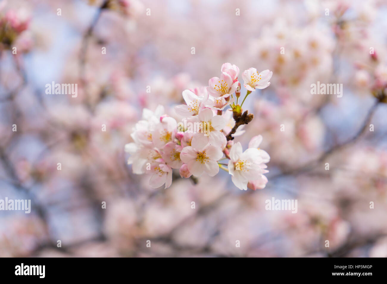Close-up of beautiful fully bloomed sakura flowers in Japan Stock Photo ...
