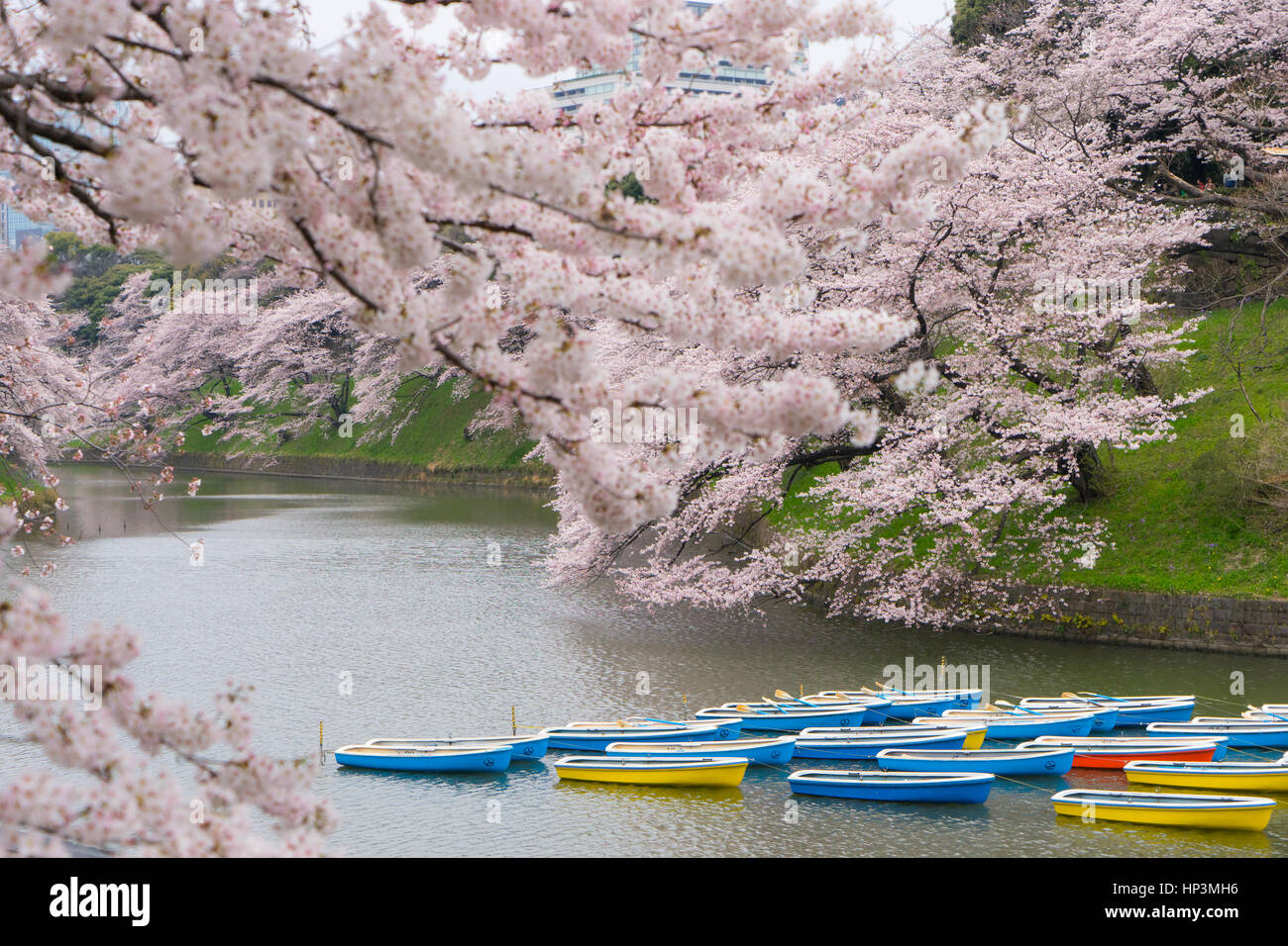 Rowing boats in the Imperial Palace moat in Tokyo, Japan Stock Photo ...