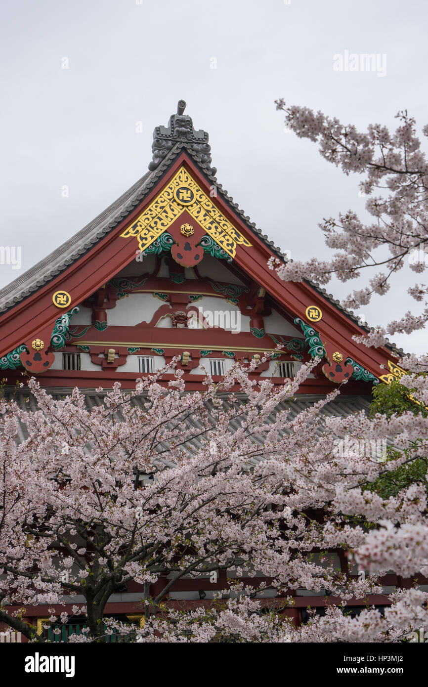 Close-up of beautiful fully bloomed sakura flowers in Japan Stock Photo ...