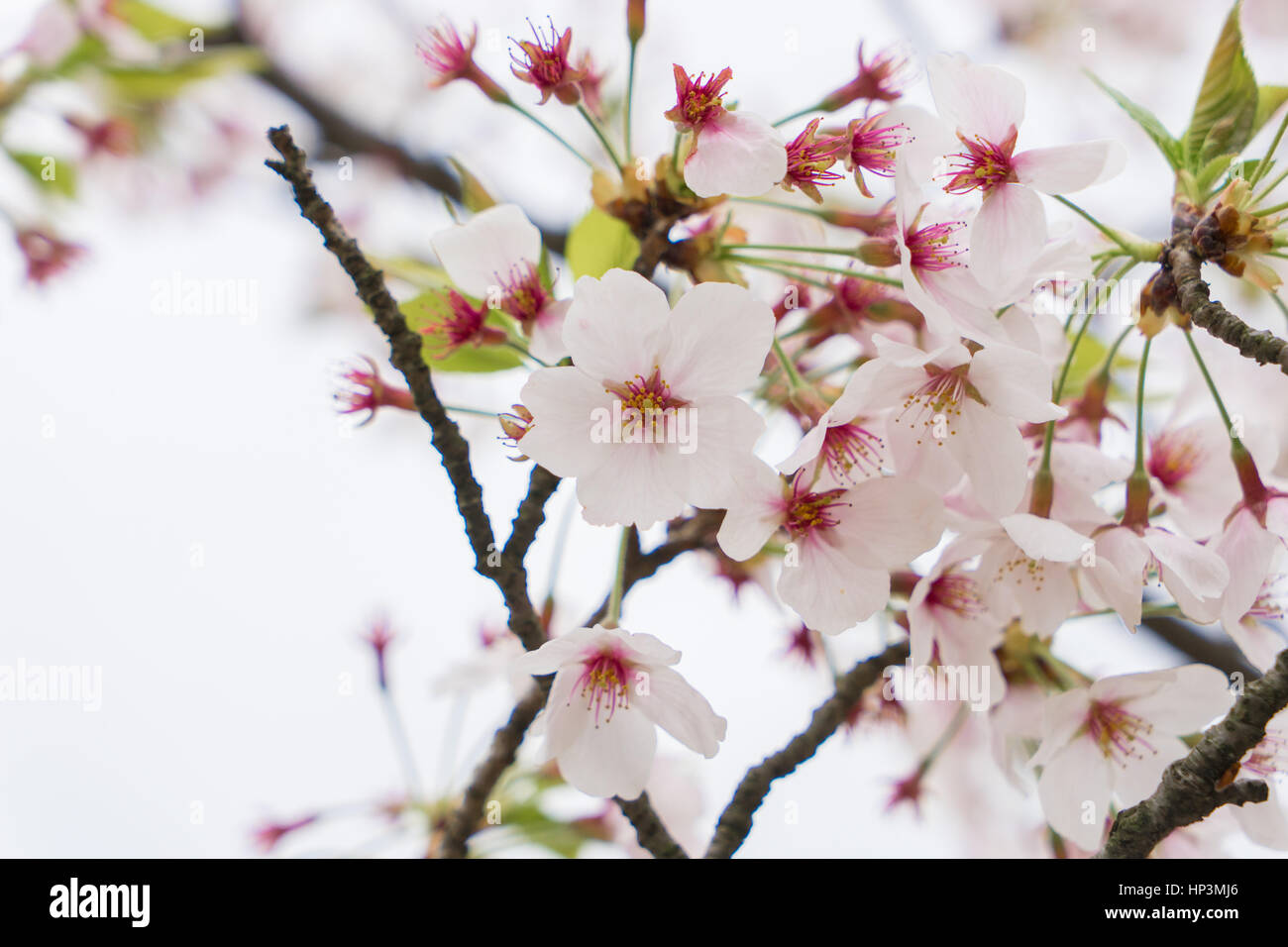 Close-up of beautiful fully bloomed sakura flowers in Japan Stock Photo ...