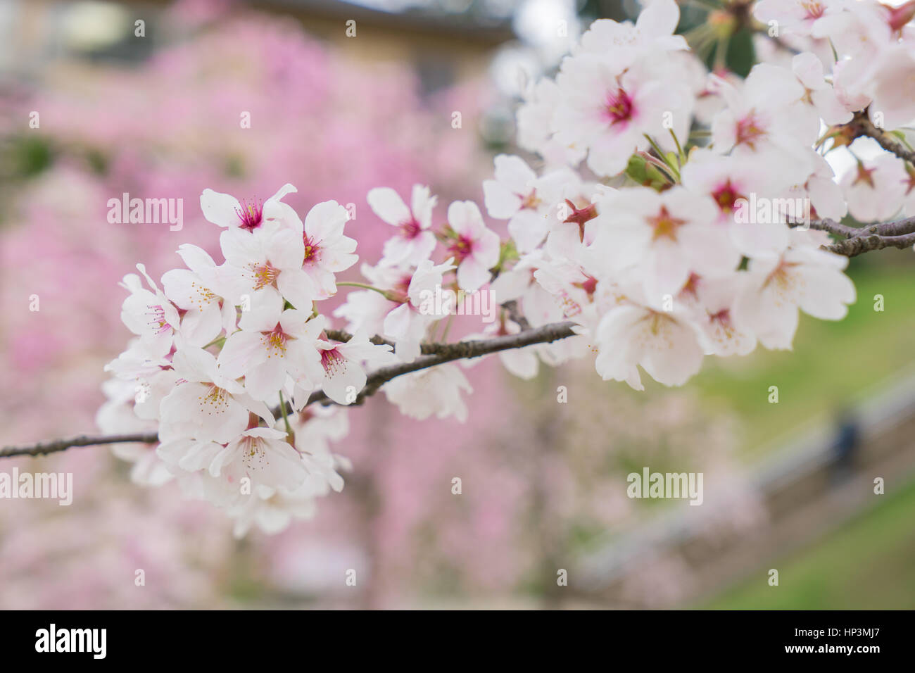 Close-up of beautiful fully bloomed sakura flowers in Japan Stock Photo ...