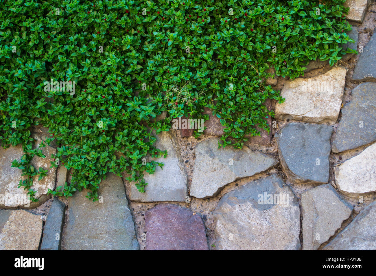 Half green grass and half stoned wall Stock Photo - Alamy