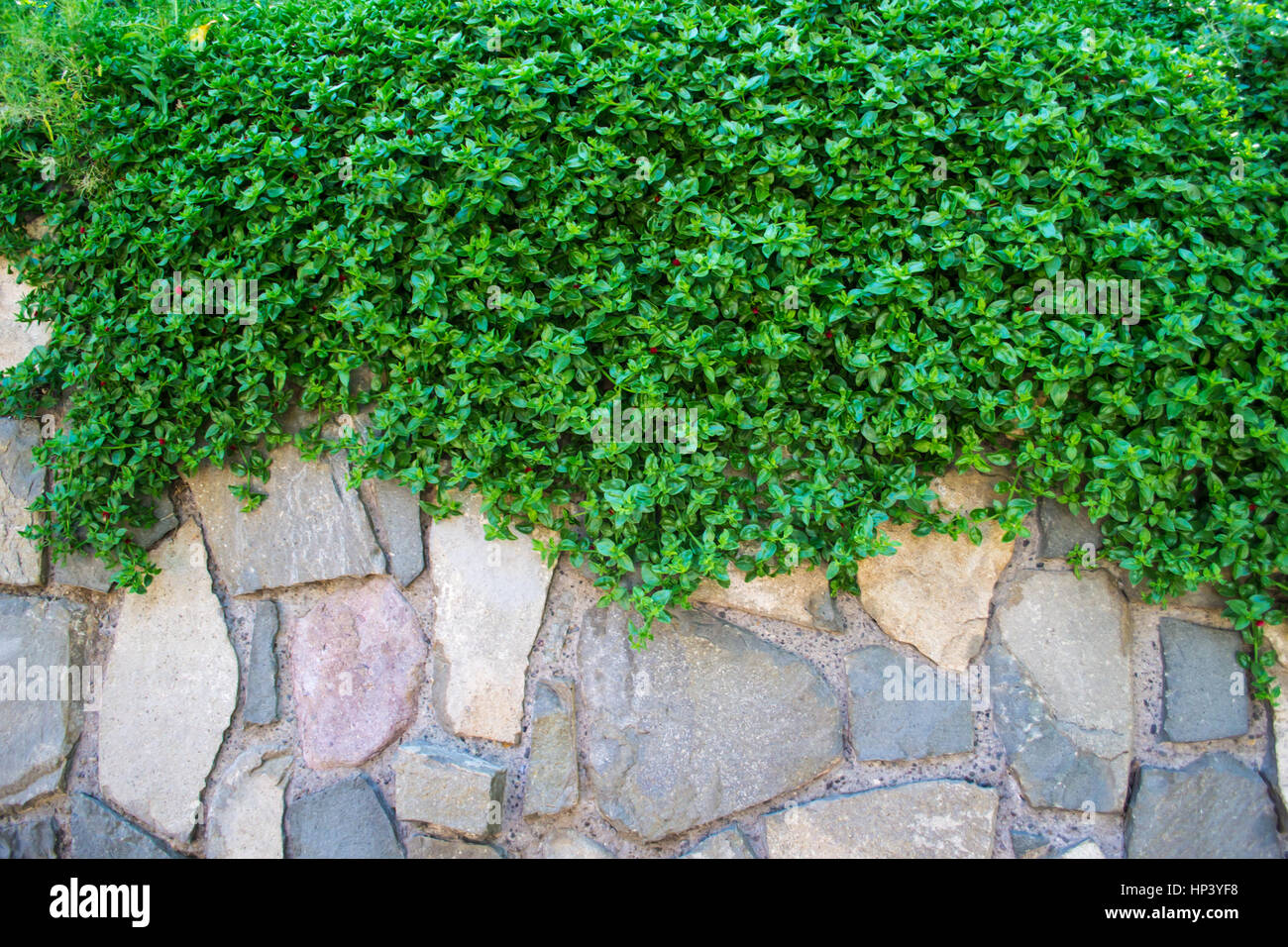 Half green grass and half stoned wall Stock Photo - Alamy