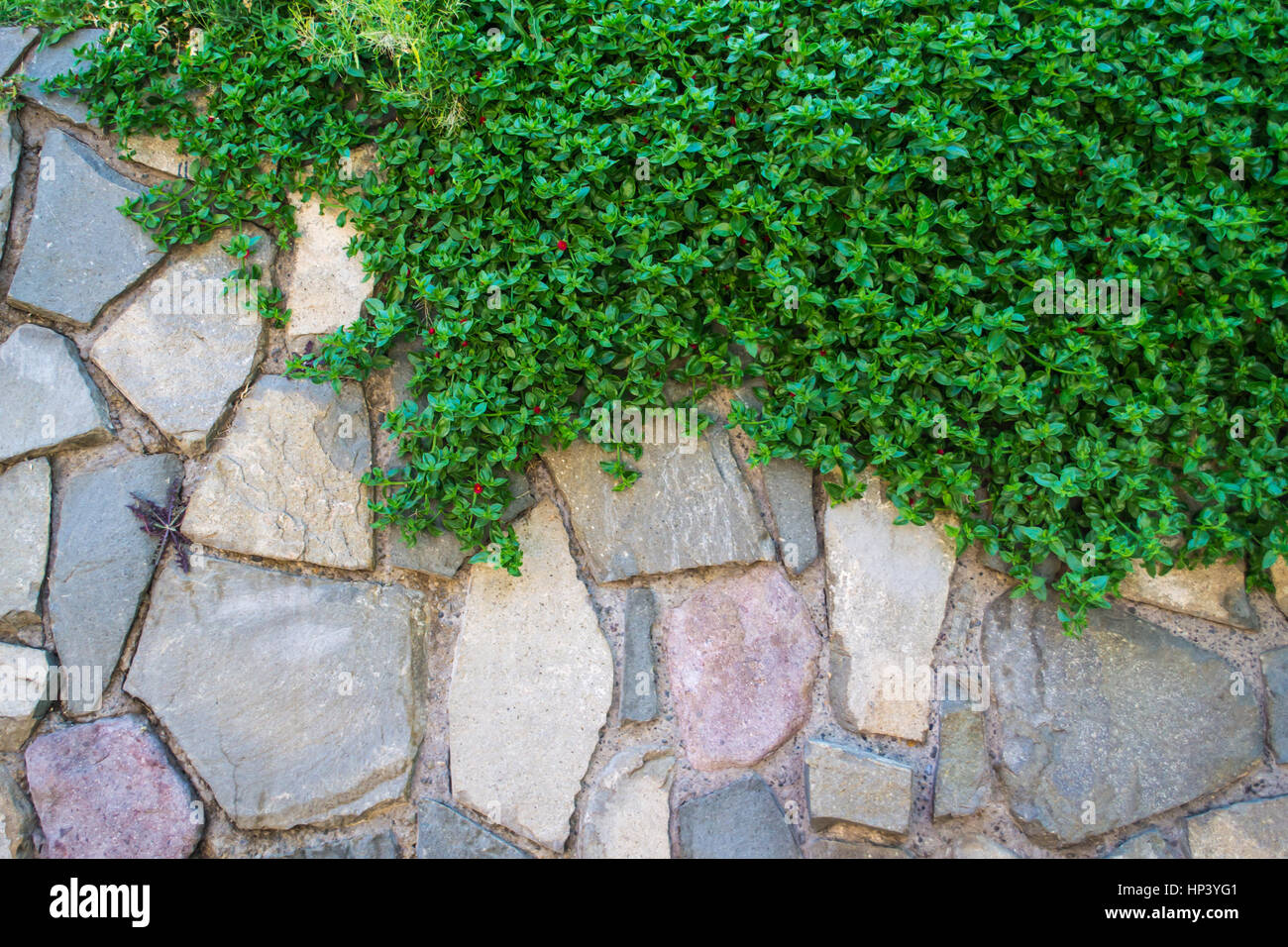 Half green grass and half stoned wall Stock Photo - Alamy