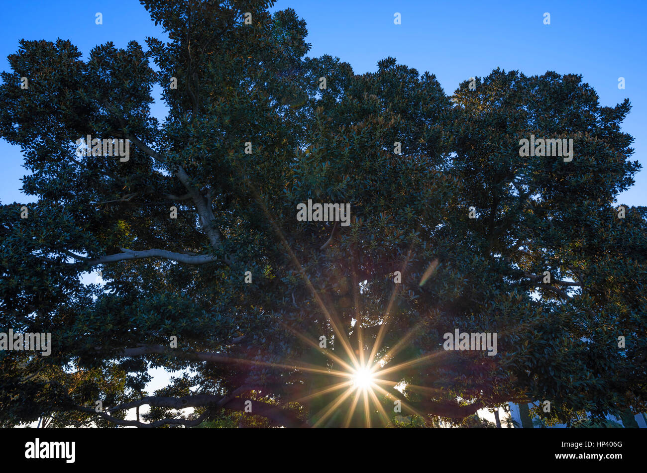 The Moreton Bay Fig Tree with sunbeams. Balboa Park, San Diego ...