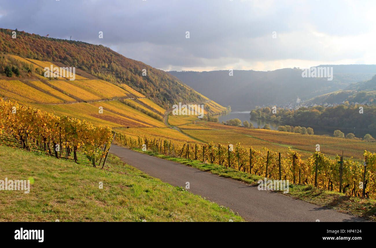 Landscape view of vineyards in Zell (Mosel) in Germany Stock Photo - Alamy