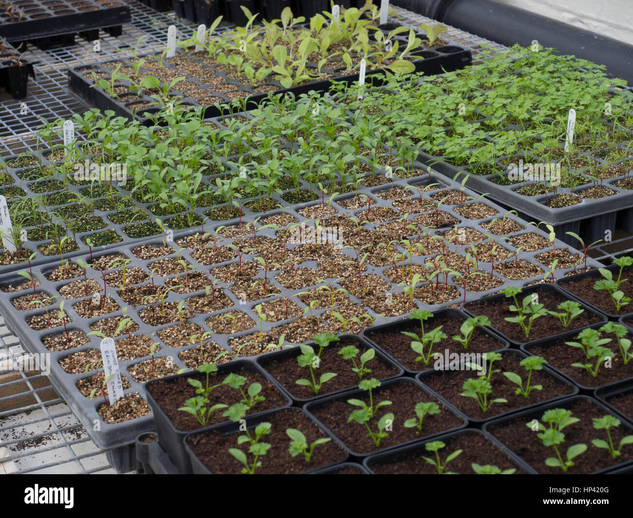 Emerging spring seedlings on greenhouse staging Stock Photo - Alamy