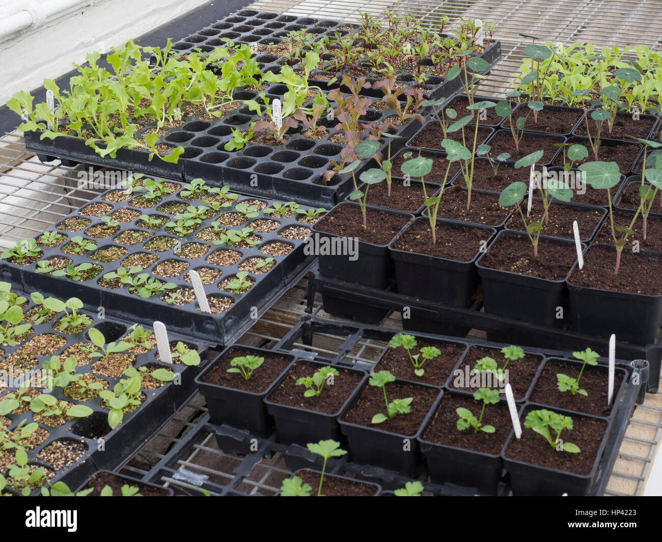Emerging spring seedlings on greenhouse staging Stock Photo - Alamy