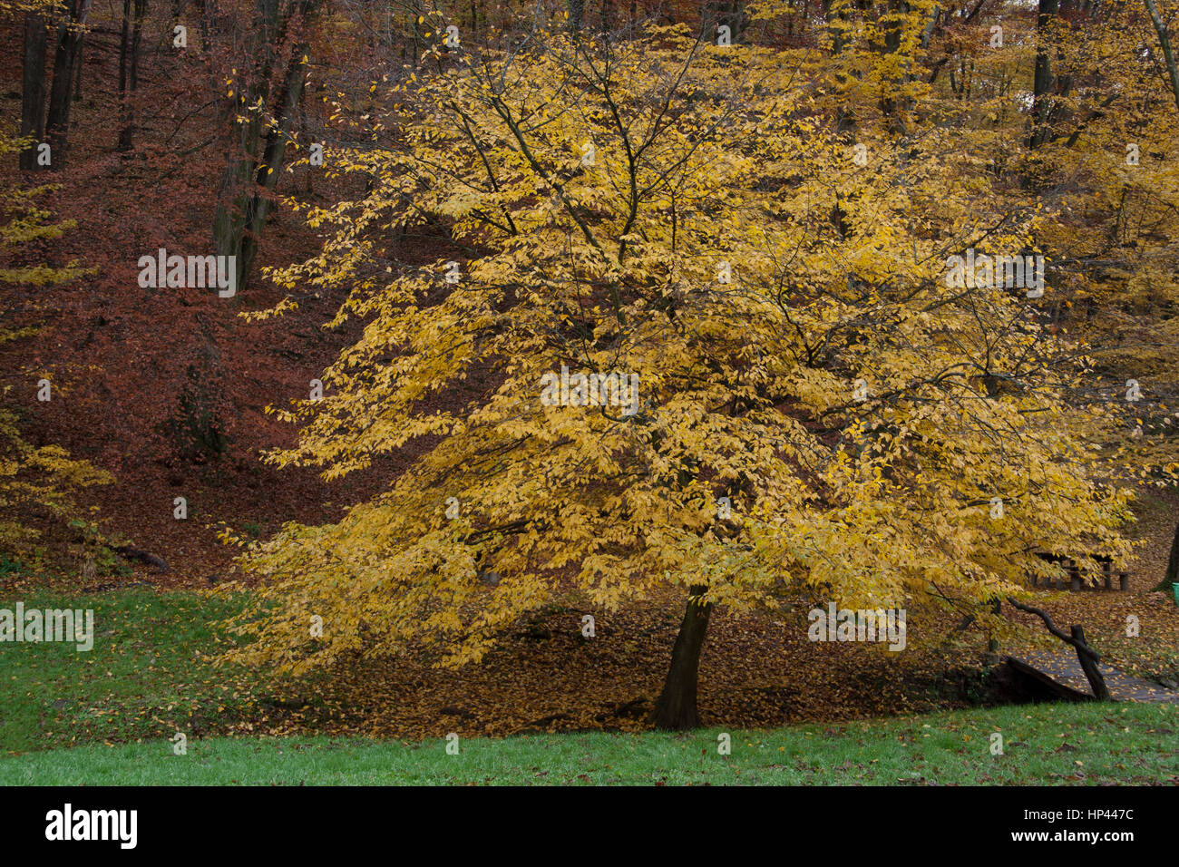 autumn tree top Stock Photo - Alamy