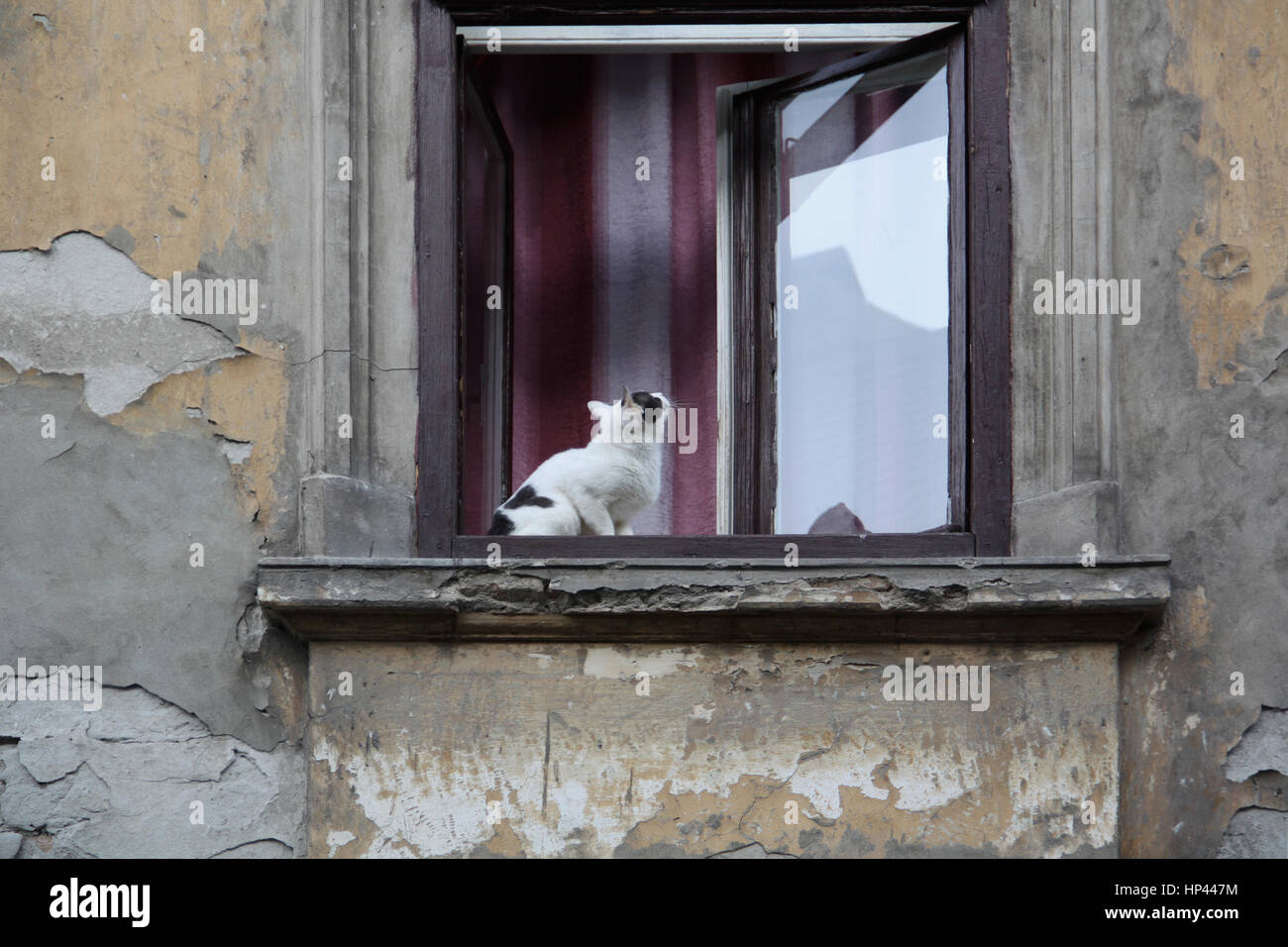 cat on the window Stock Photo - Alamy