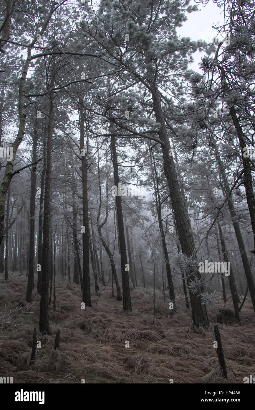 frost in forest Stock Photo - Alamy