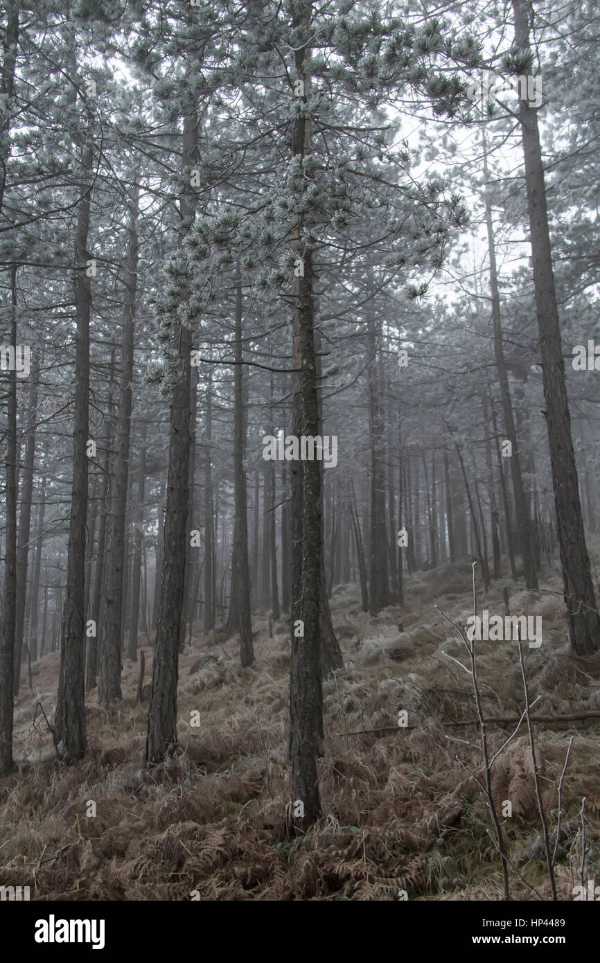 frost in forest Stock Photo - Alamy
