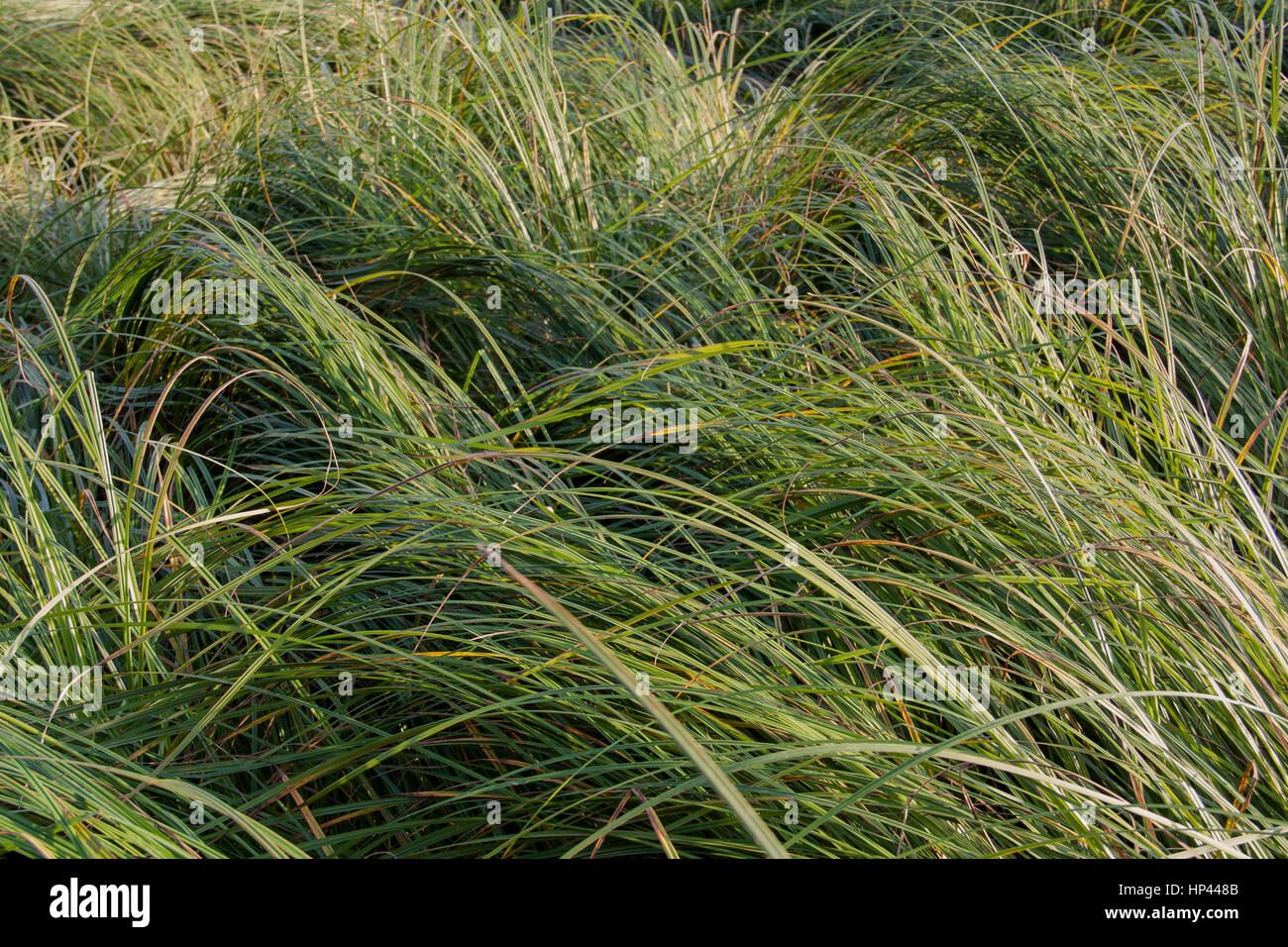 Horizontal grass hi-res stock photography and images - Alamy
