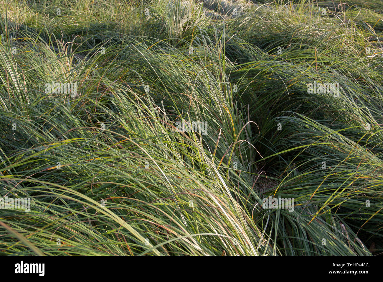 Horizontal grass hi-res stock photography and images - Alamy