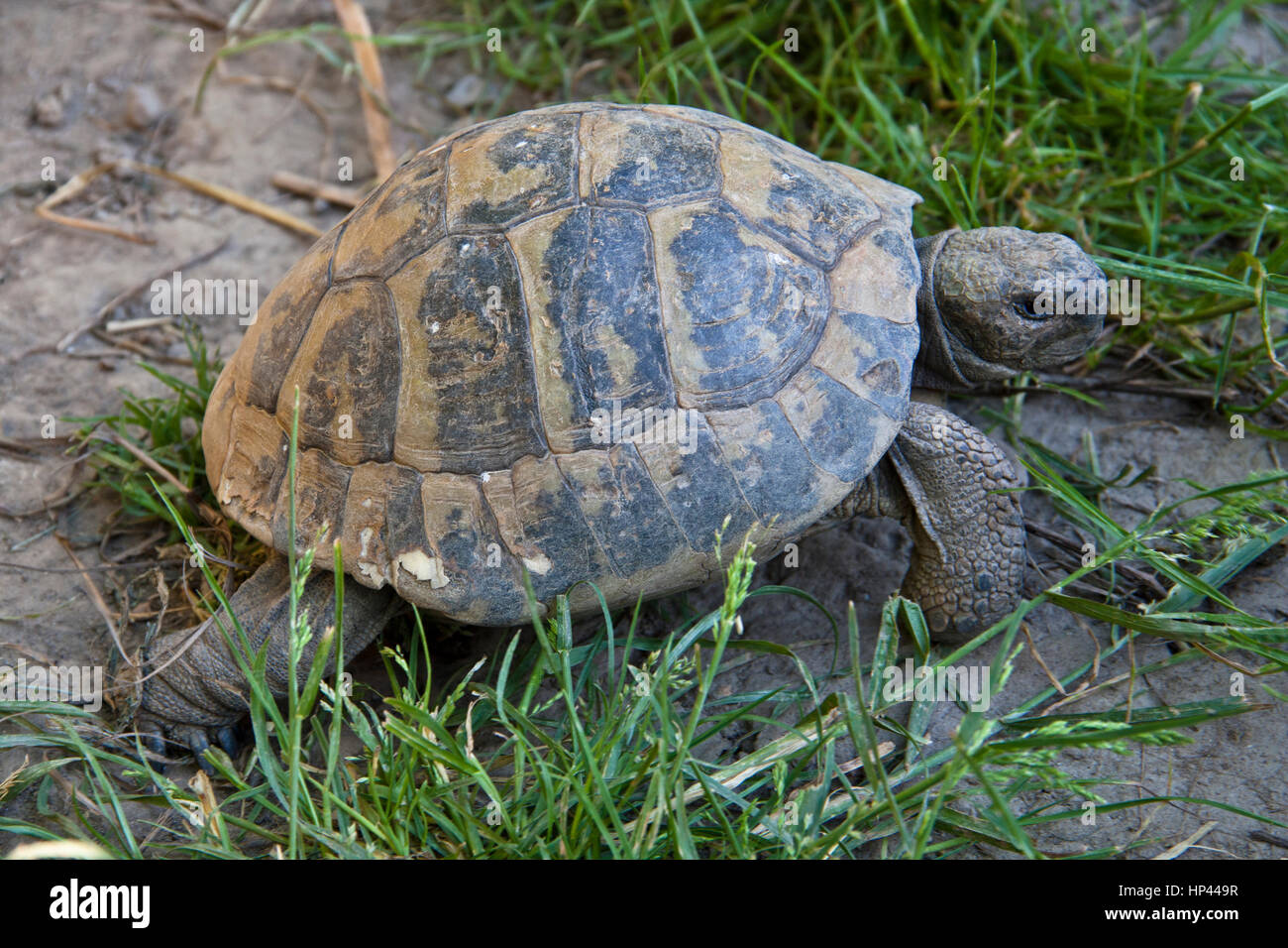 turtle in profile Stock Photo - Alamy