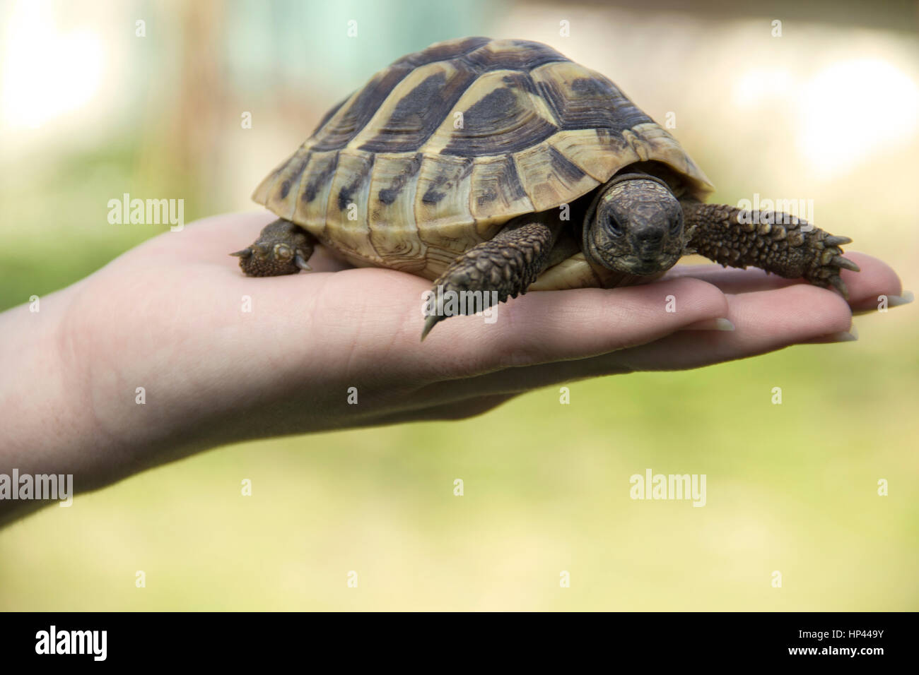 Turtle leg hi-res stock photography and images - Alamy