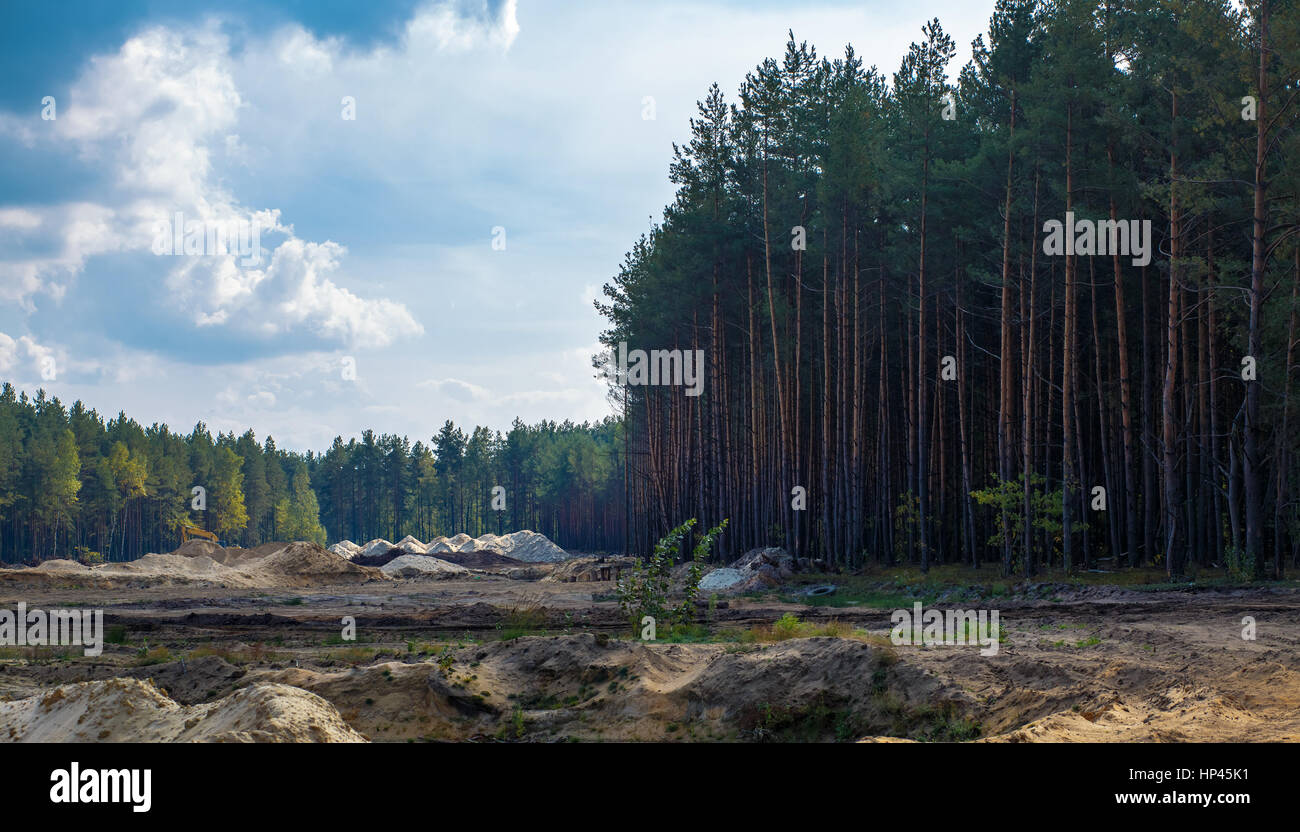 Scenic forest landscape. Sandy quarry on the background of pine forest ...
