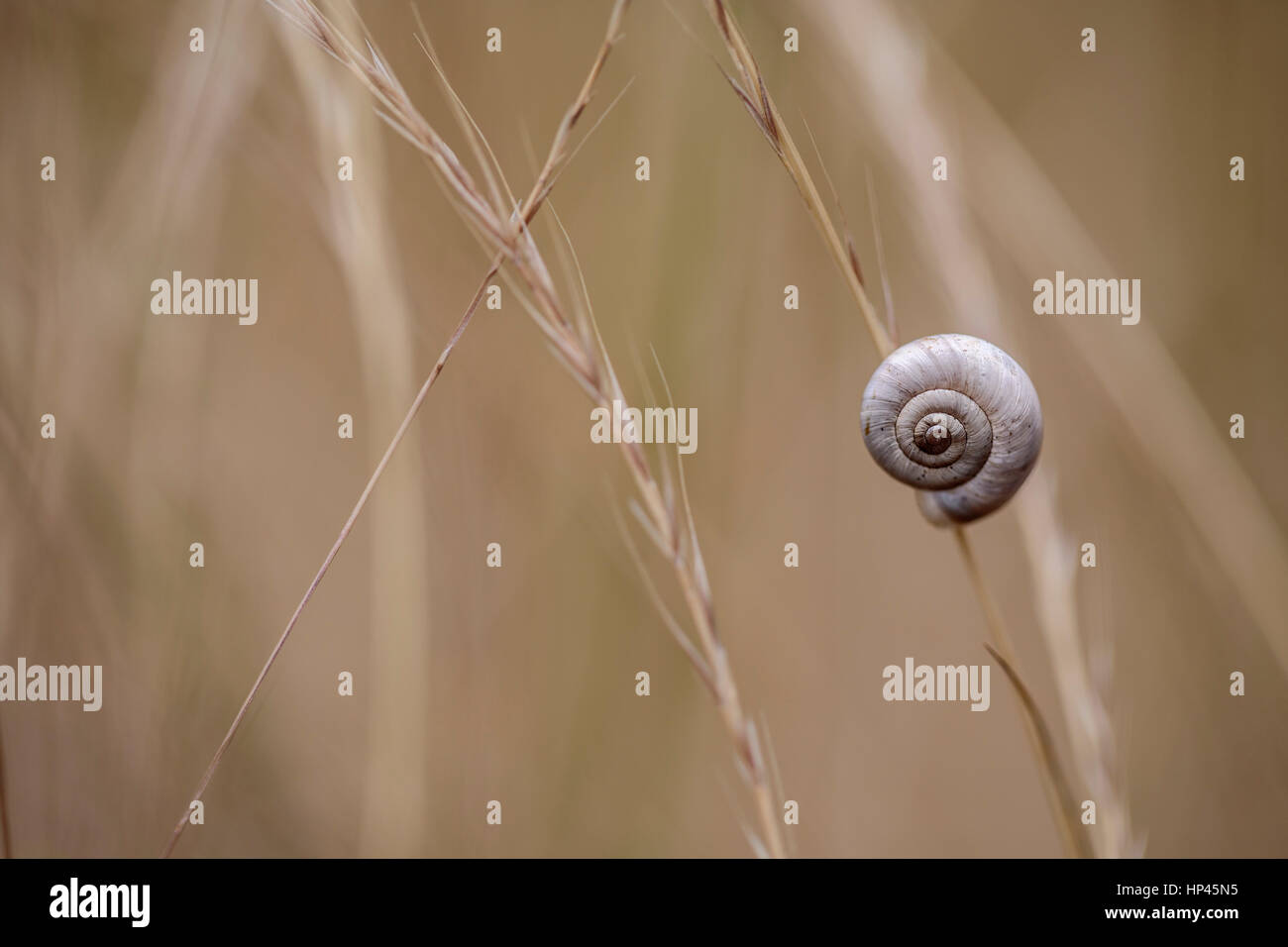Small brown snail hi-res stock photography and images - Alamy