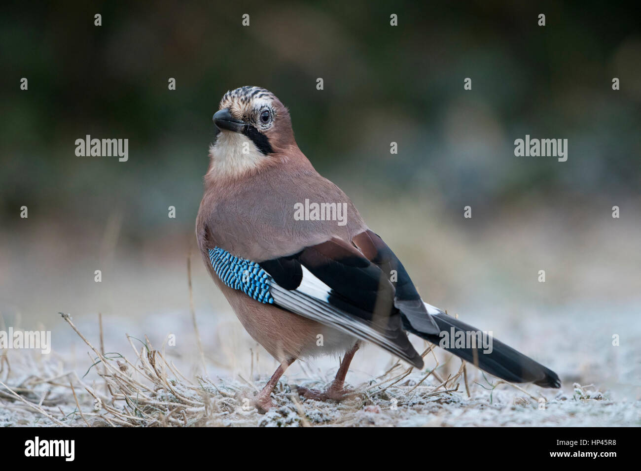 Eurasian Jay Uk High Resolution Stock Photography and Images - Alamy