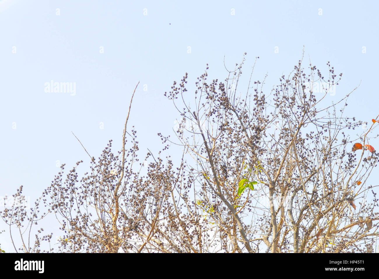 Jarul tree hi-res stock photography and images - Alamy