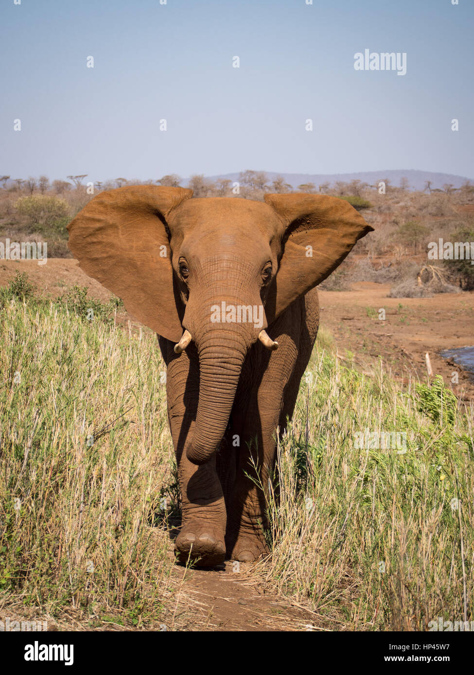 African elephant coming towards the camera (Loxodonta africana Stock ...