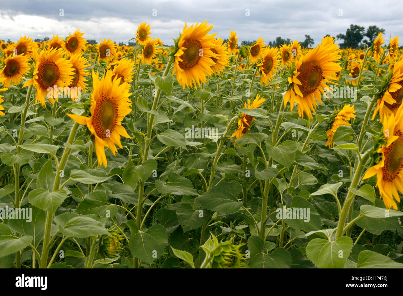 lots of sunflowers on the field under stormy sky Stock Photo - Alamy