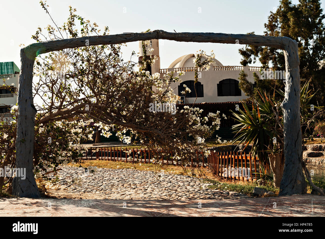 tree with white flowers in a decorative arch Stock Photo - Alamy