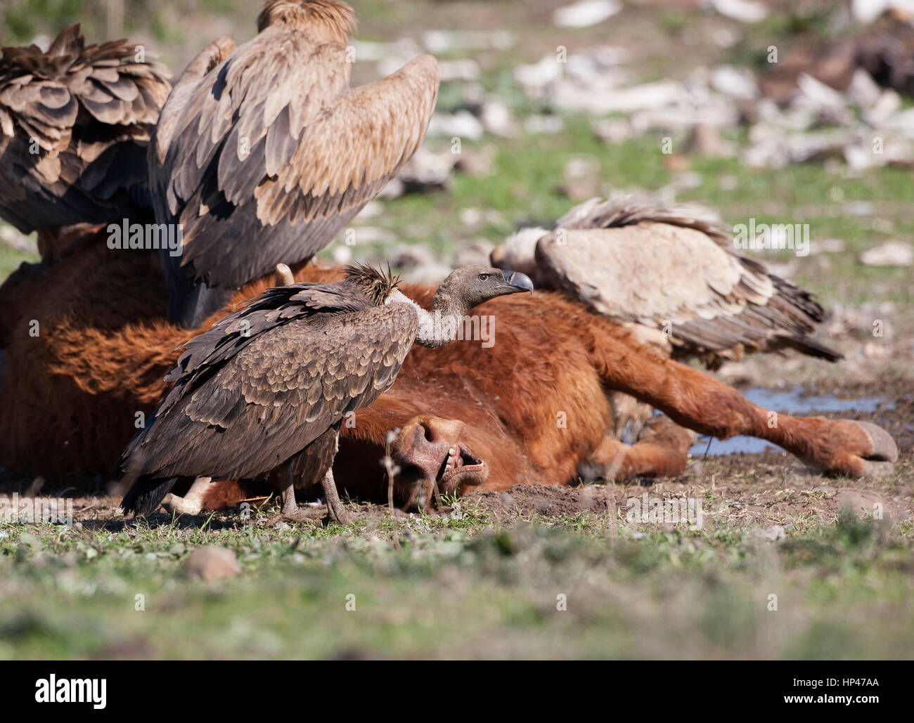 Vulture feeding station hi-res stock photography and images - Alamy