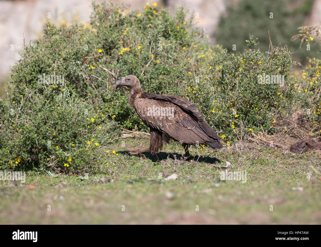 Juvenile Ruppells vulture Gyps rueppellii Tarifa Andalucia Spain Stock ...