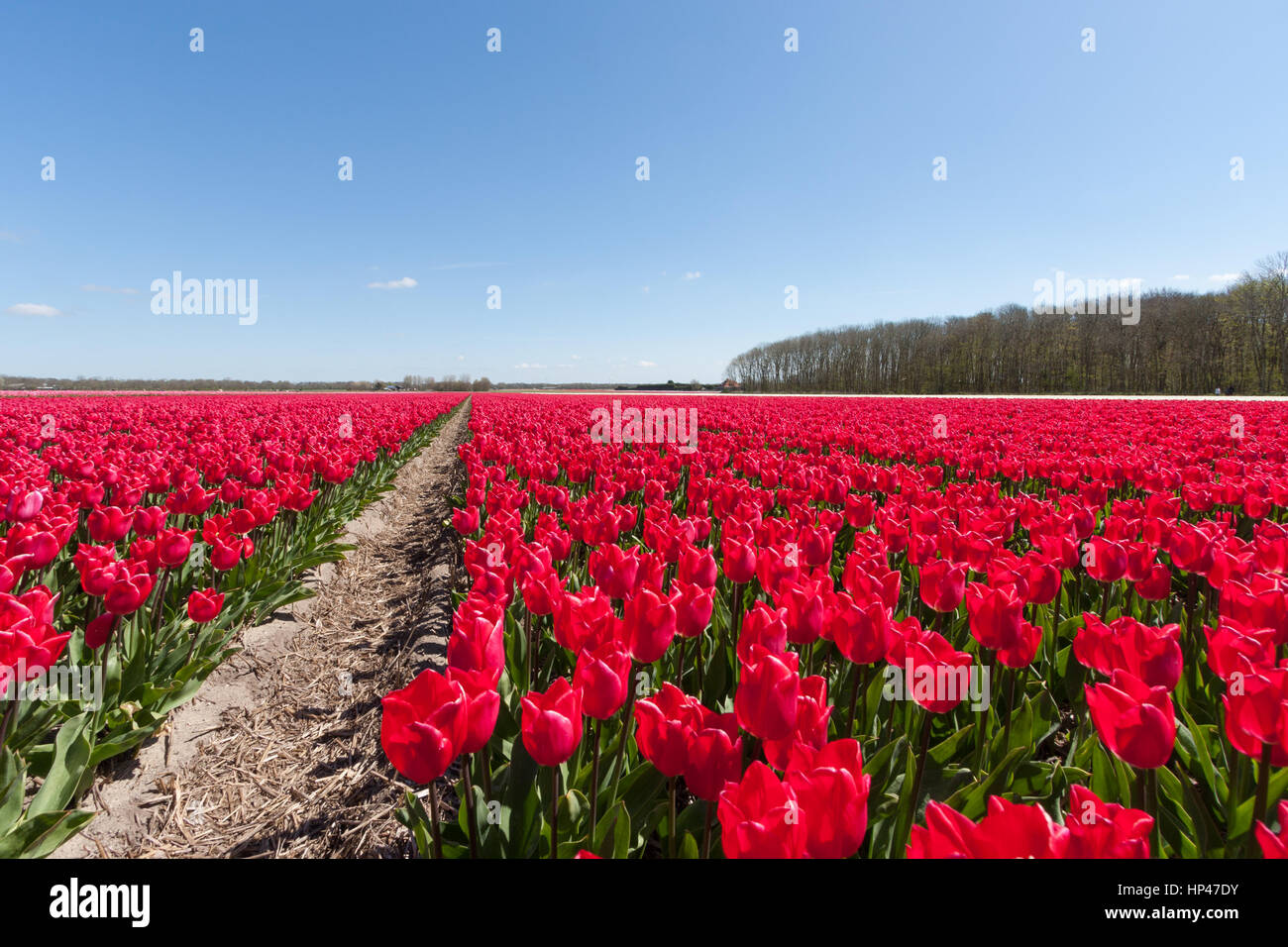 Beautiful bouquet of tulips. colorful tulips. tulips in spring sun ...