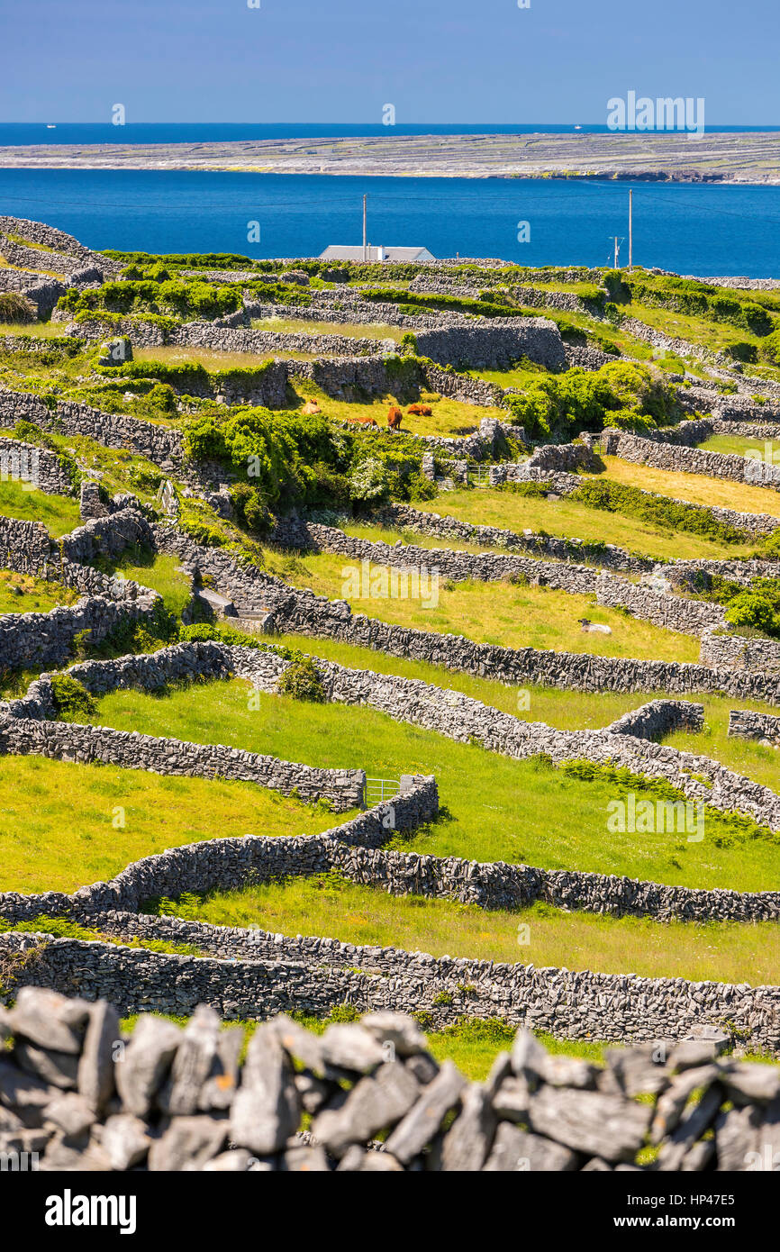 Inis Oirr, County Galway, Ireland, Europe Stock Photo - Alamy