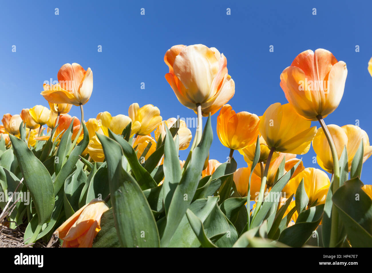 Beautiful bouquet of tulips. colorful tulips. tulips in spring sun ...