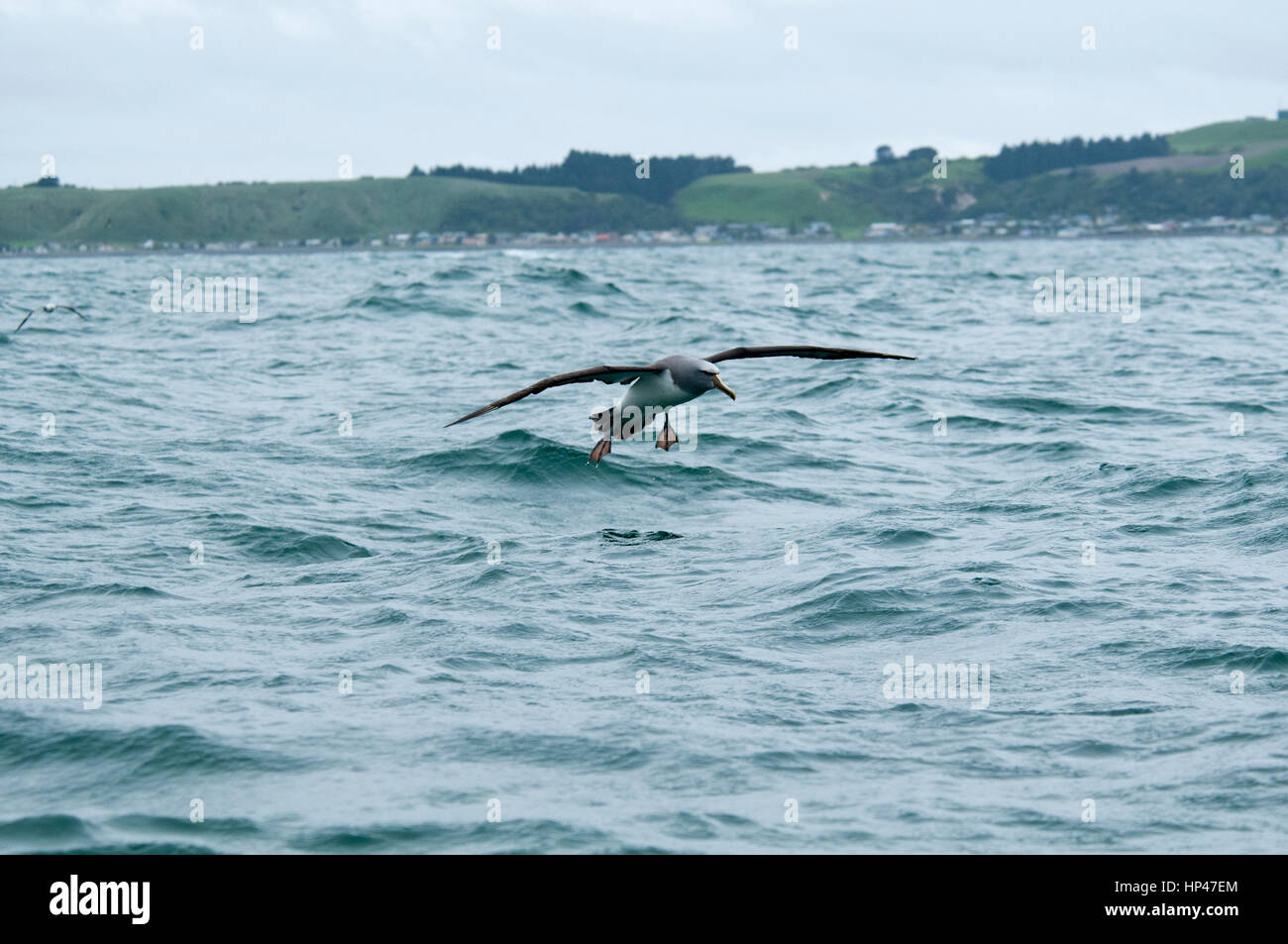 Salvin's Mollymawk landing on the waves of the Pacific Ocean near the ...