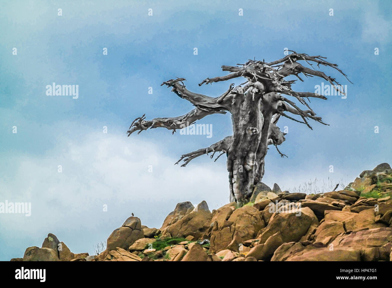 Monument and tree hi-res stock photography and images - Alamy