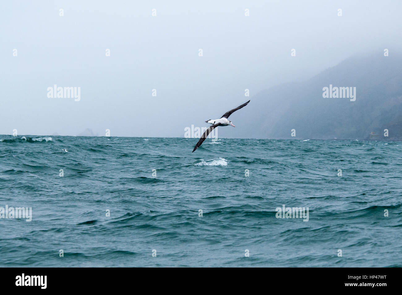 Albatross flying over ocean hi-res stock photography and images - Alamy